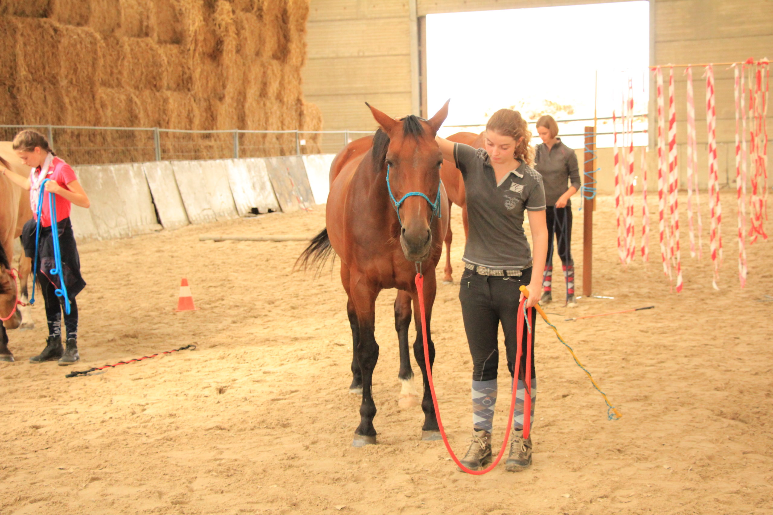Récompense - Equitation comportementale