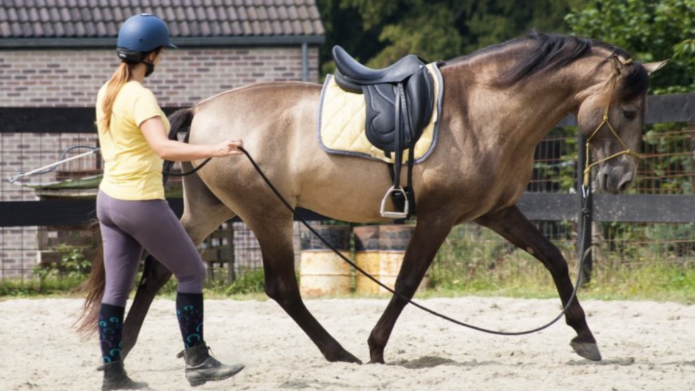 Pourquoi recommande-t-on l’utilisation d’un licol et d’une longe en corde en équitation ...