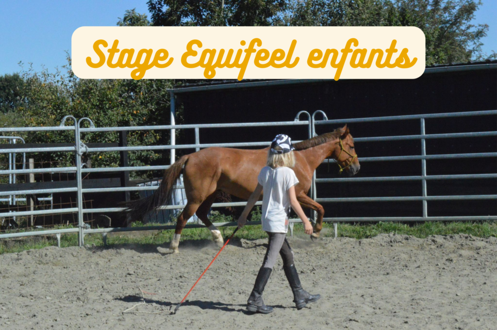 Stage Equifeel enfants - Equitation comportementale