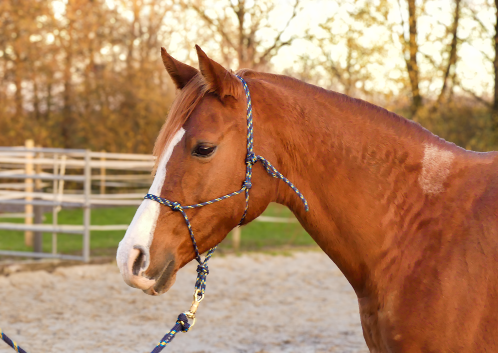 Licol en corde - Equitation comportementale