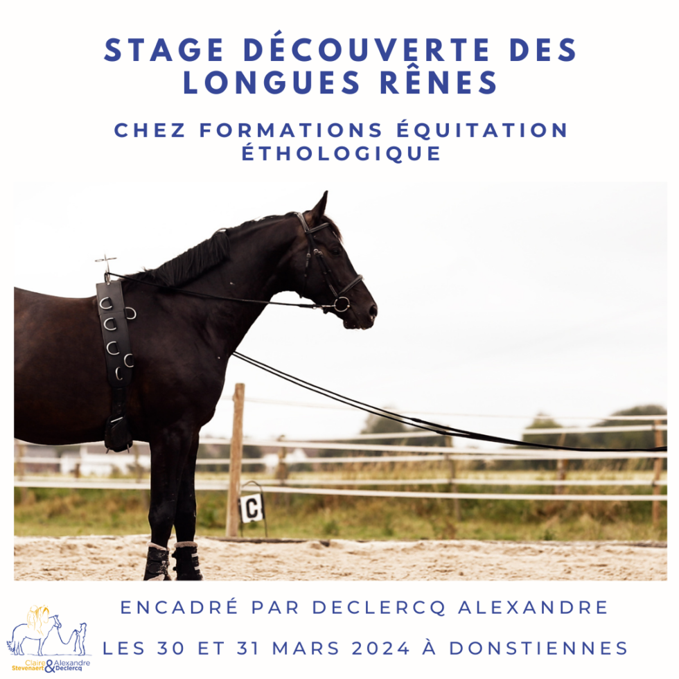 Stage découverte des longues rênes - Equitation comportementale